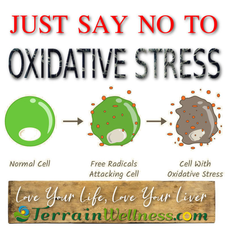 Liver Metabolism: The 3 Phases of Detoxification - Naturopathic Primary ...