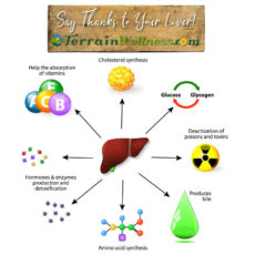 Liver Metabolism: The 3 Phases of Detoxification - Naturopathic Primary ...