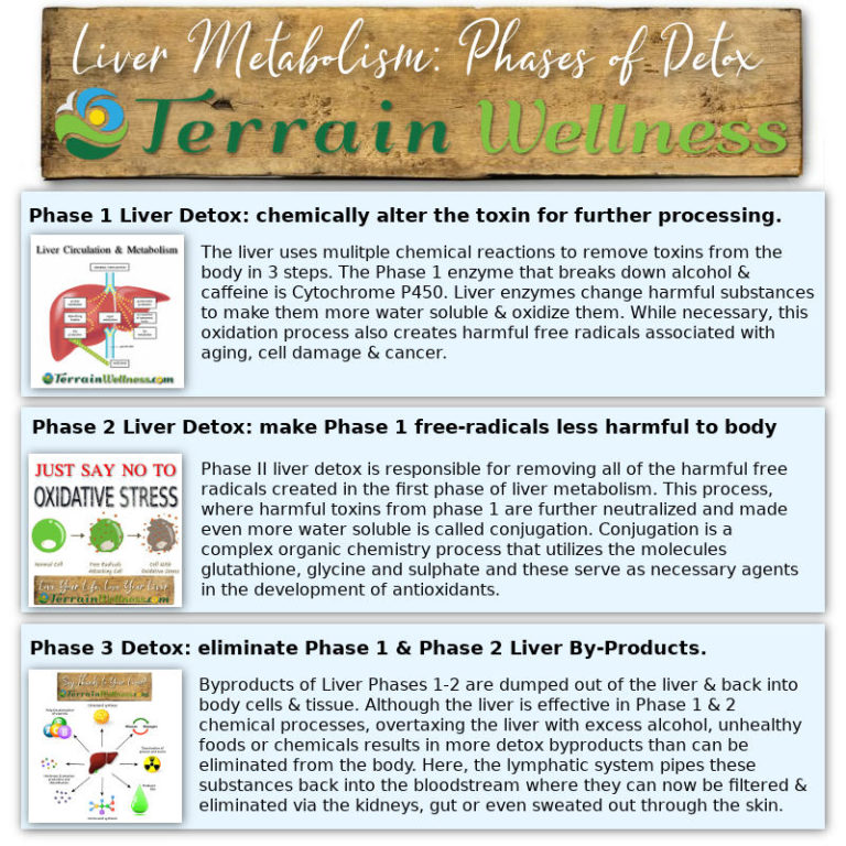Liver Metabolism: The 3 Phases of Detoxification - Naturopathic Primary ...